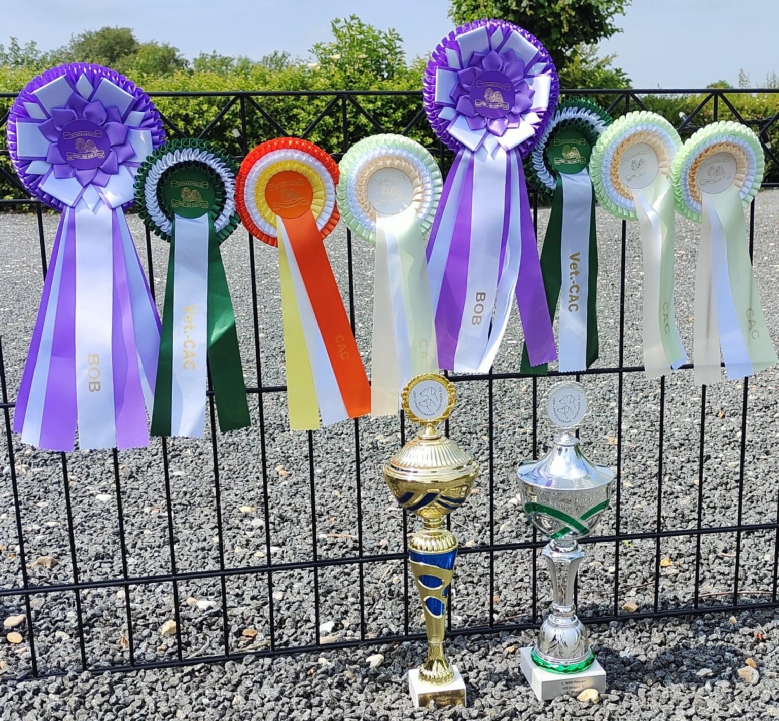 14-15/6 2025 Possen, Tyskland - Happy Noise Shih Tzu